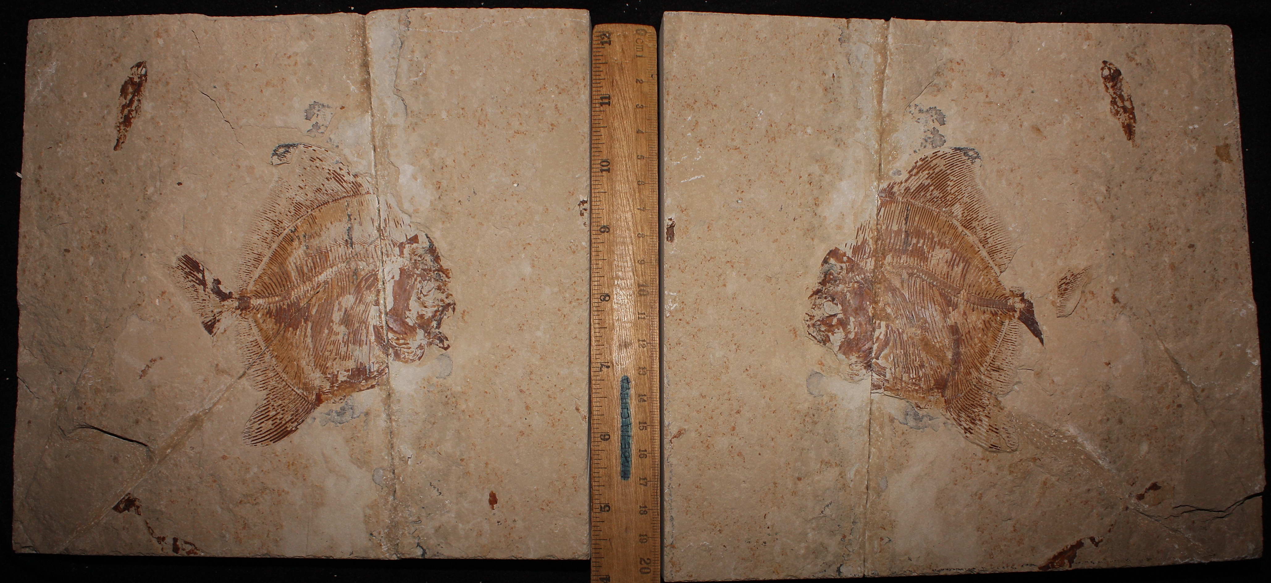 Tselfatia 13 (Eusebichthys byblosi) - Expo Hakel