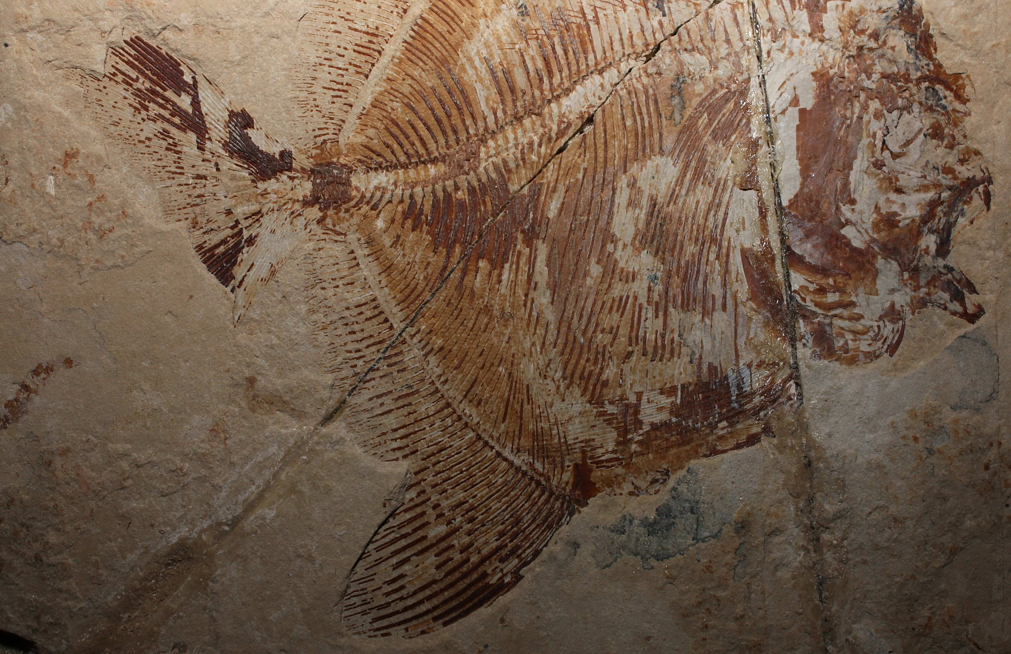 Tselfatia 13 (Eusebichthys byblosi) - Expo Hakel
