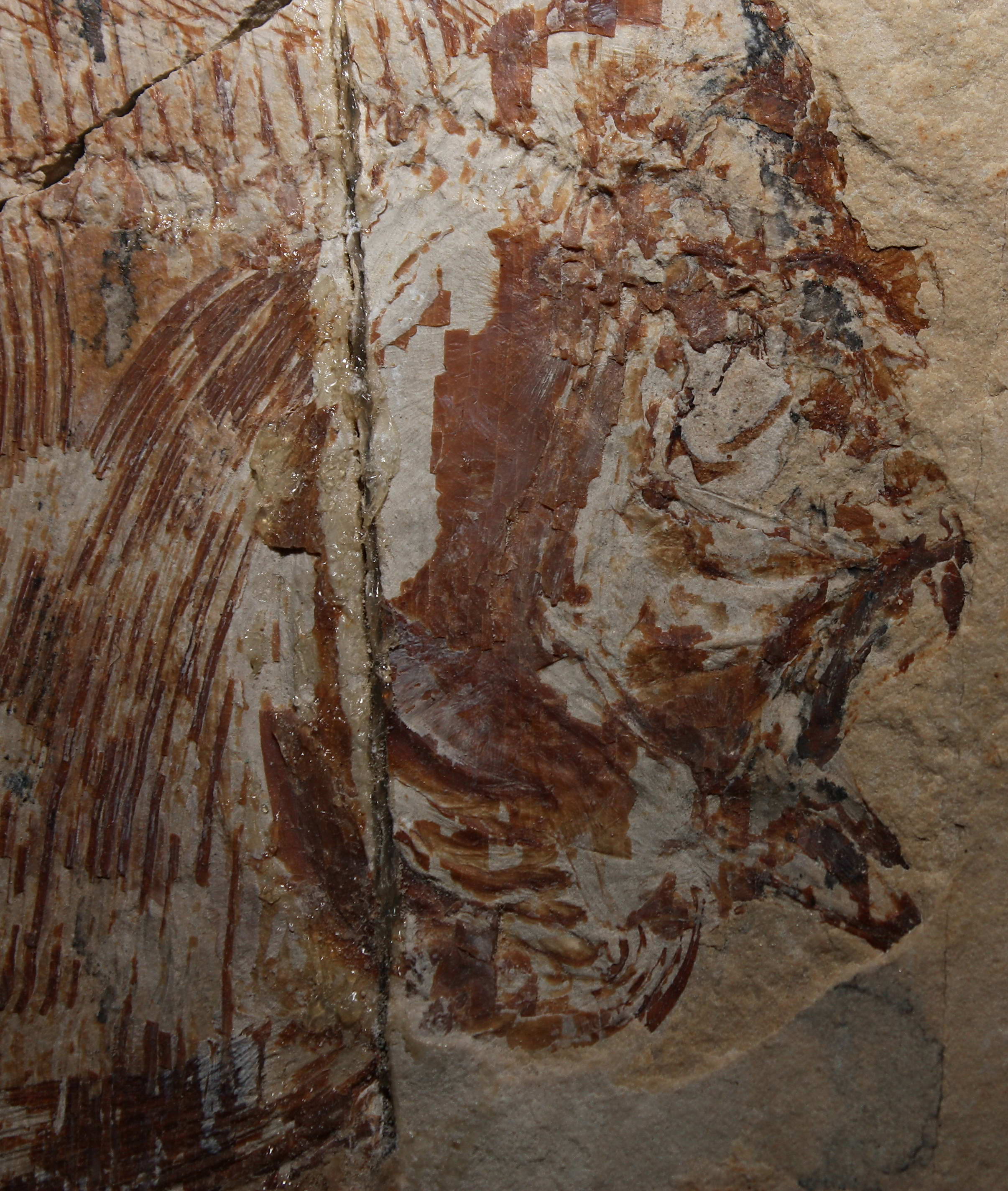 Tselfatia 13 (Eusebichthys byblosi) - Expo Hakel
