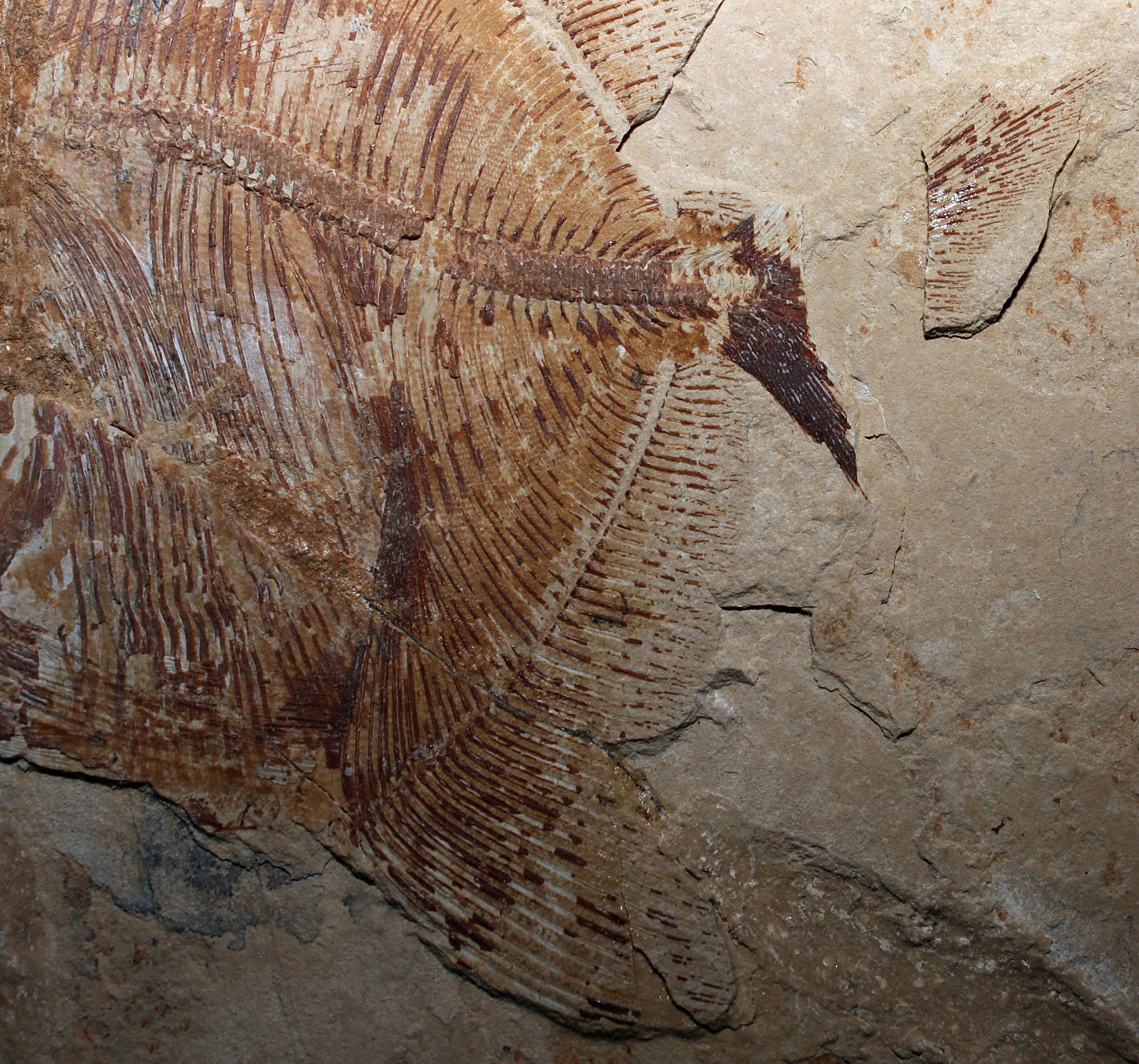 Tselfatia 13 (Eusebichthys byblosi) - Expo Hakel