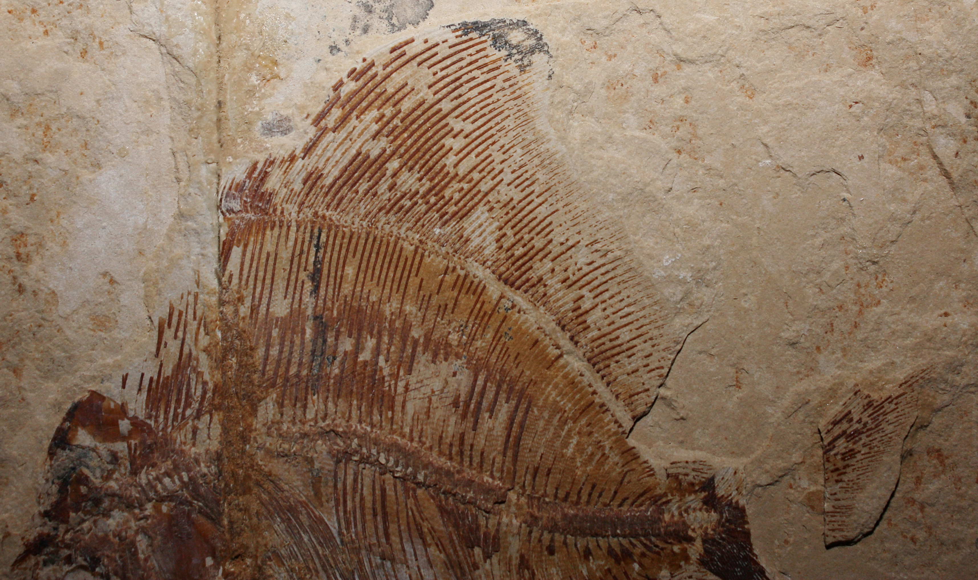 Tselfatia 13 (Eusebichthys byblosi) - Expo Hakel