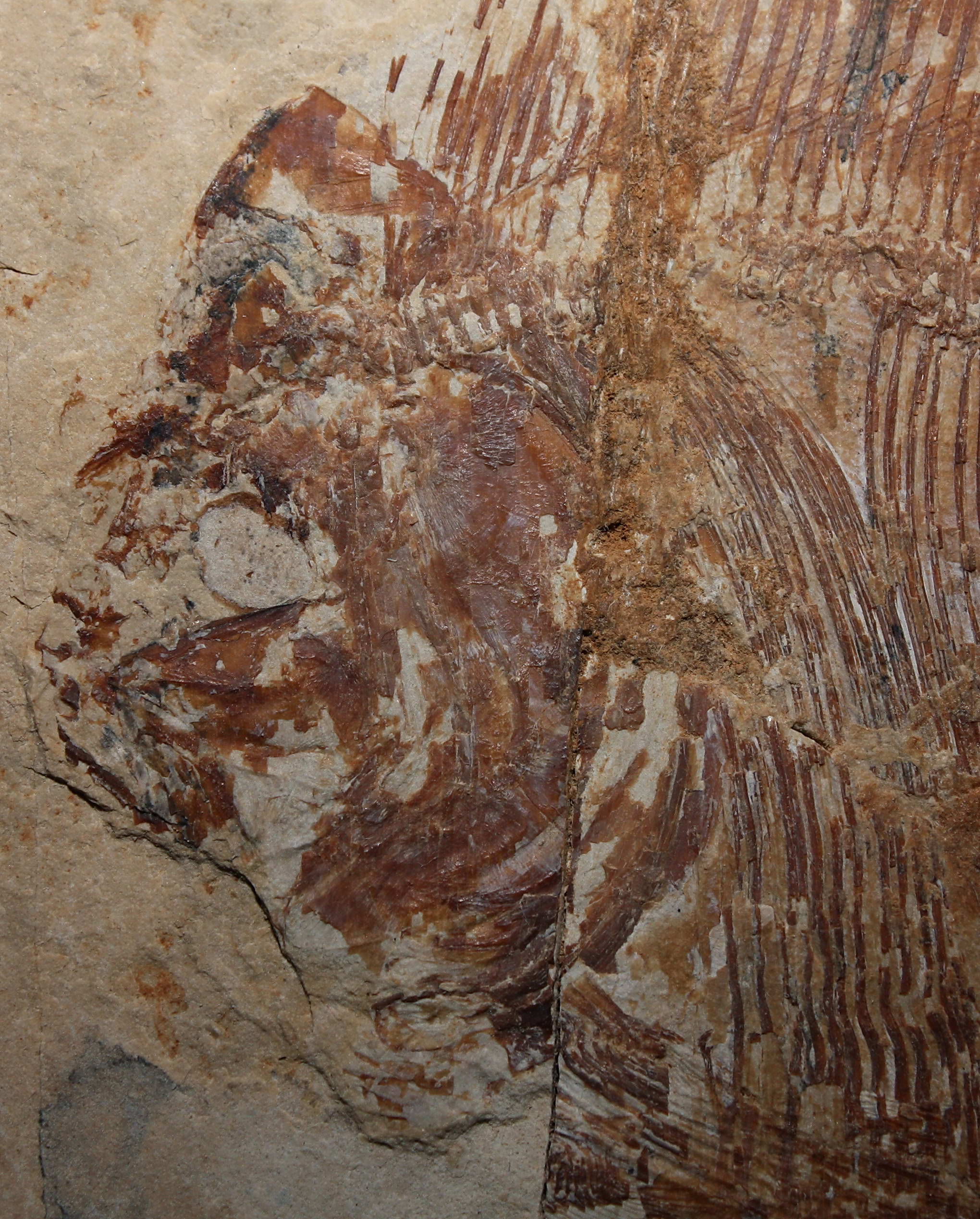Tselfatia 13 (Eusebichthys byblosi) - Expo Hakel