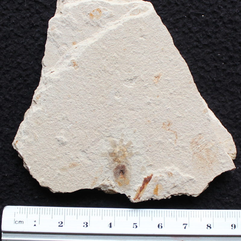 Octopus 04B - Styletoctopus annae - Expo Hakel