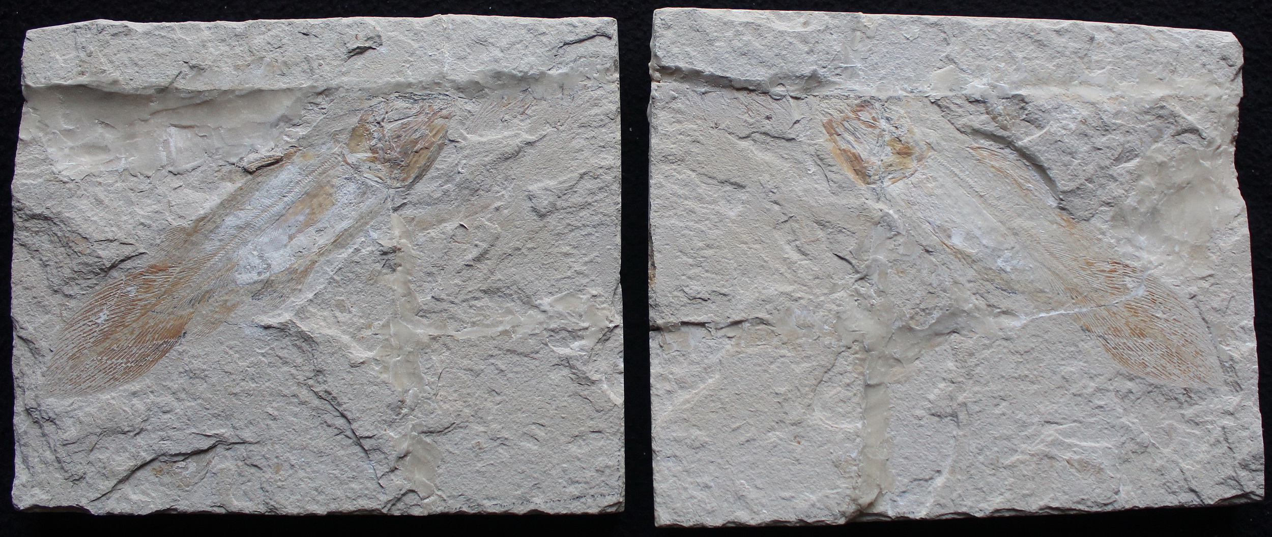 Macropomoides 21 - Expo Hakel