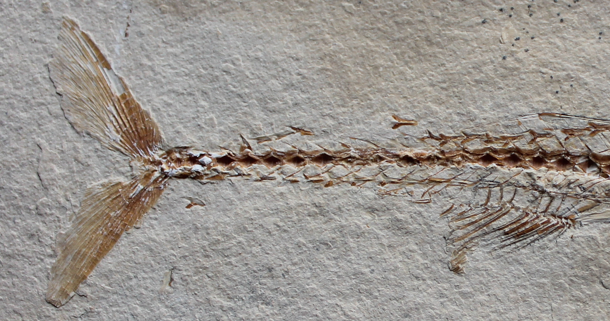 Dercetis 25 - Expo Hakel