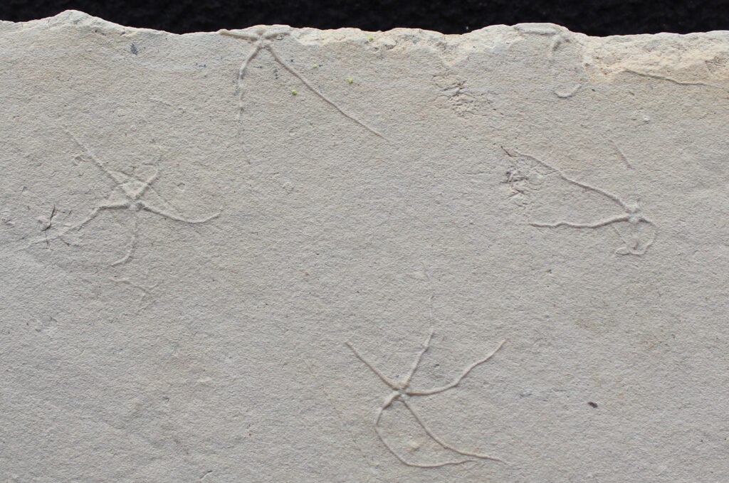 Geocoma libanotica 05B - Expo Hakel