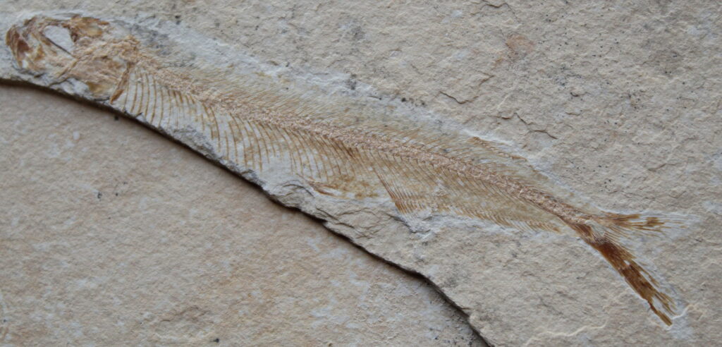 Ichthyodectiformes 12 - Expo Hakel